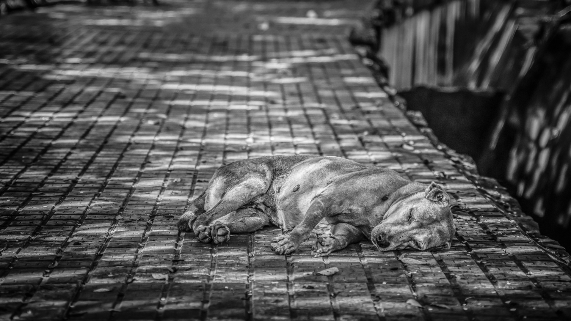 Beasts - Latin American Literature Today